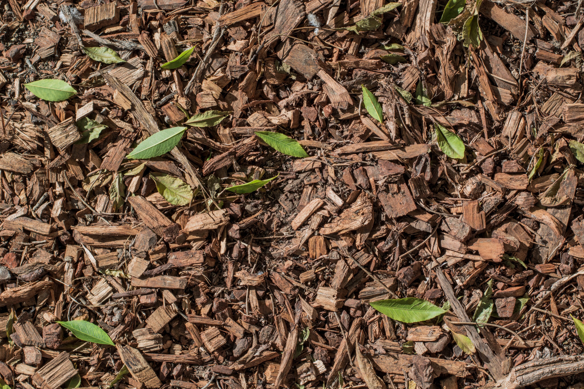 Perfect Bark Mulch: Enhance Your Landscape's Appeal